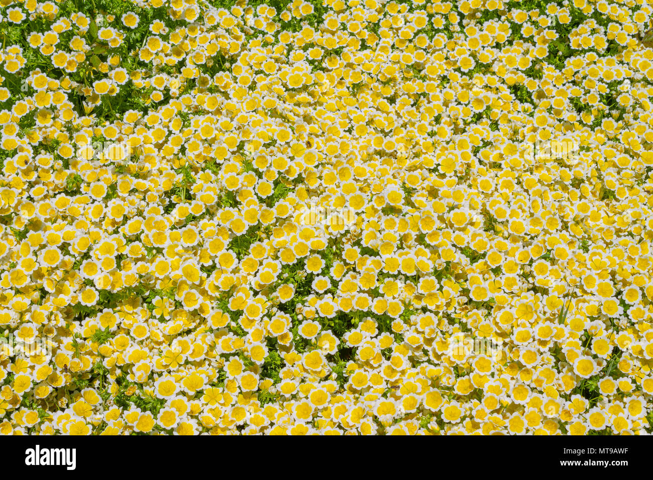 Yellow flower ground cover hi-res stock photography and images - Alamy
