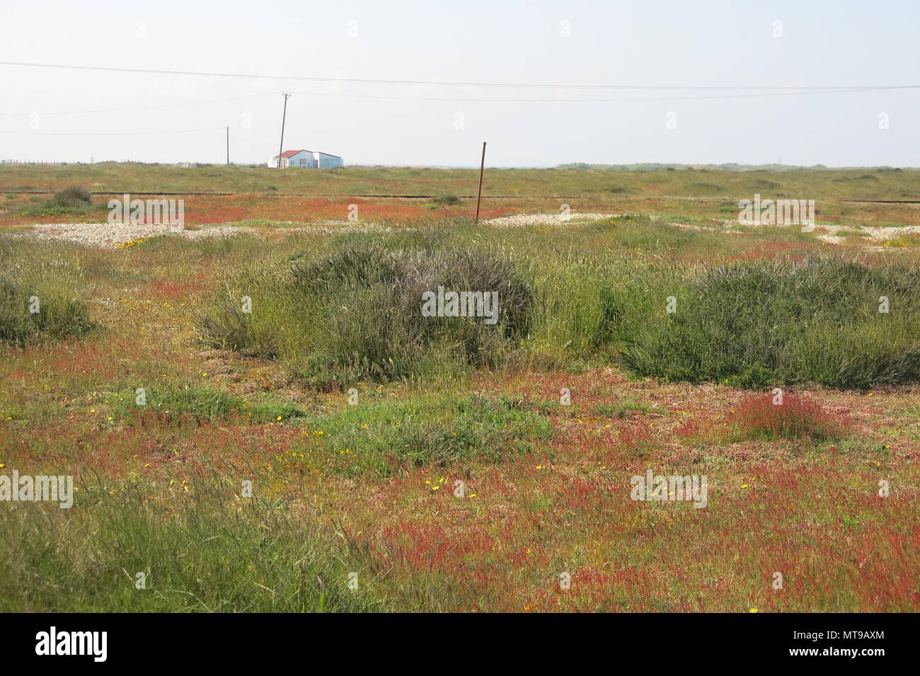 A view of shingle and scrub on the shoreline at Dungeness, Kent Stock ...