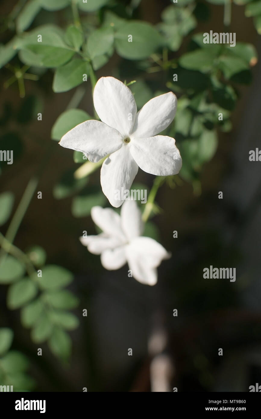 White jasmine flower in bright autumn sunlight in Mallorca, Spain in ...
