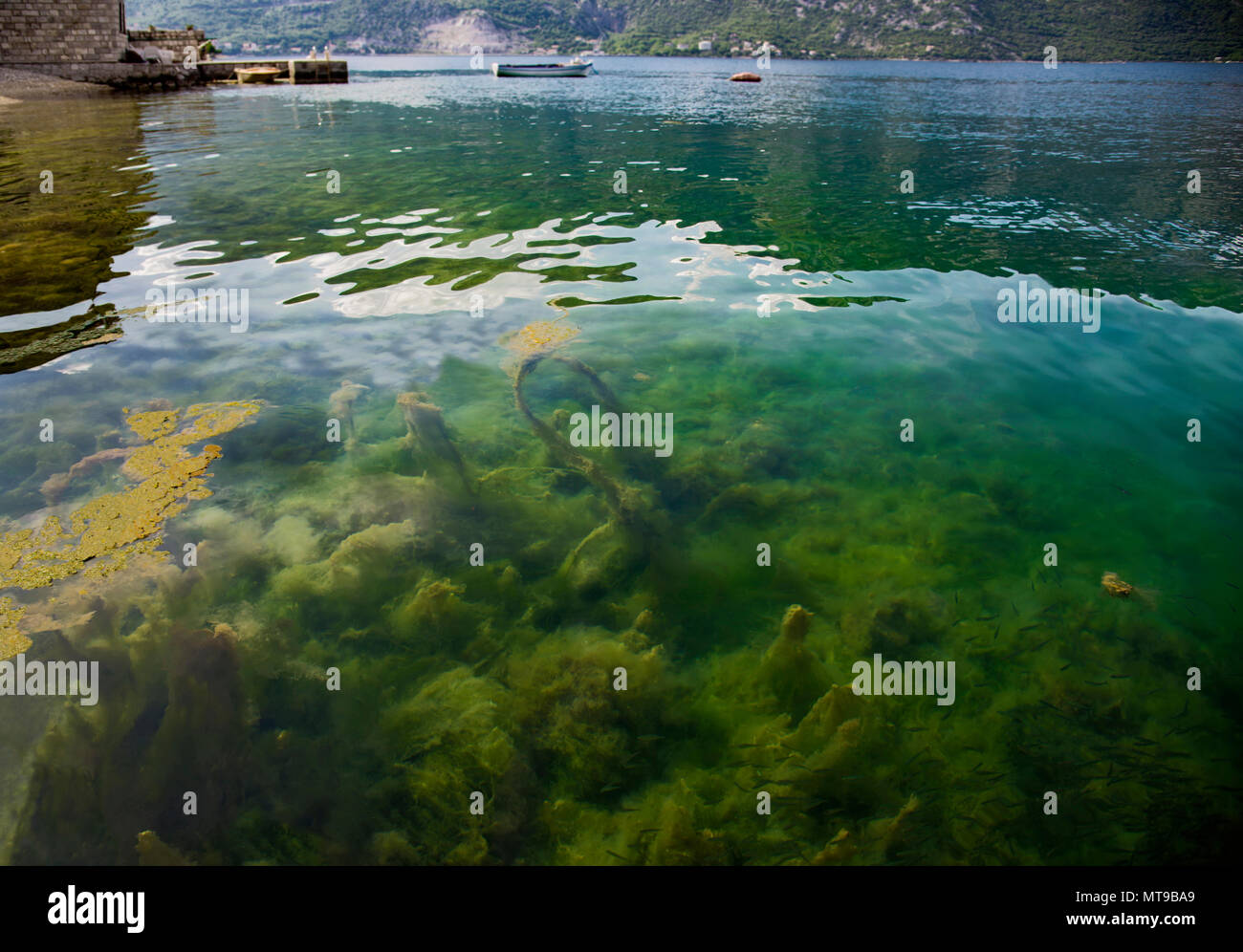 Smaii fishes hi-res stock photography and images - Alamy