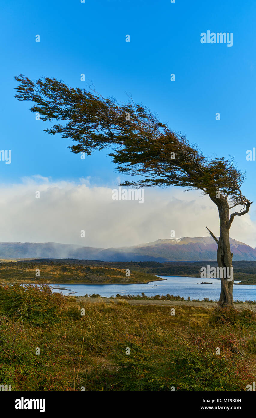 Tree wind chile patagonia hi-res stock photography and images - Alamy