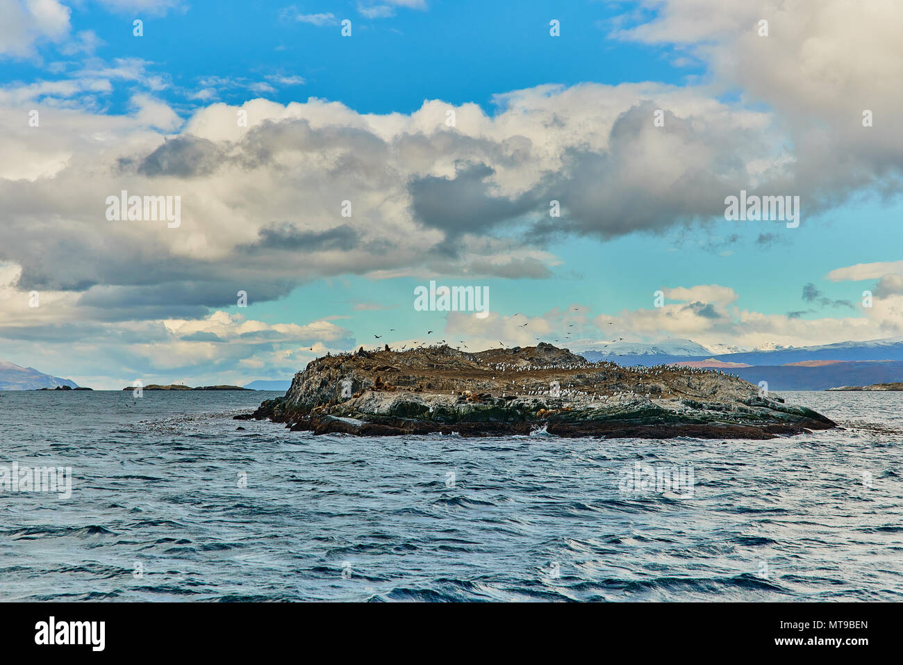 Sea lions and a bird on a small island in the Beagle Canal. Argentine ...