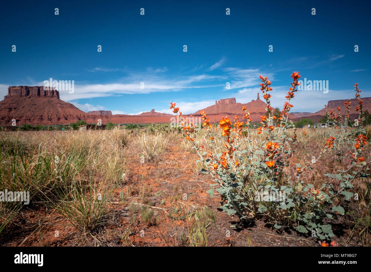 Globe Mallow, an orange wild desert flower photographed in Castle ...