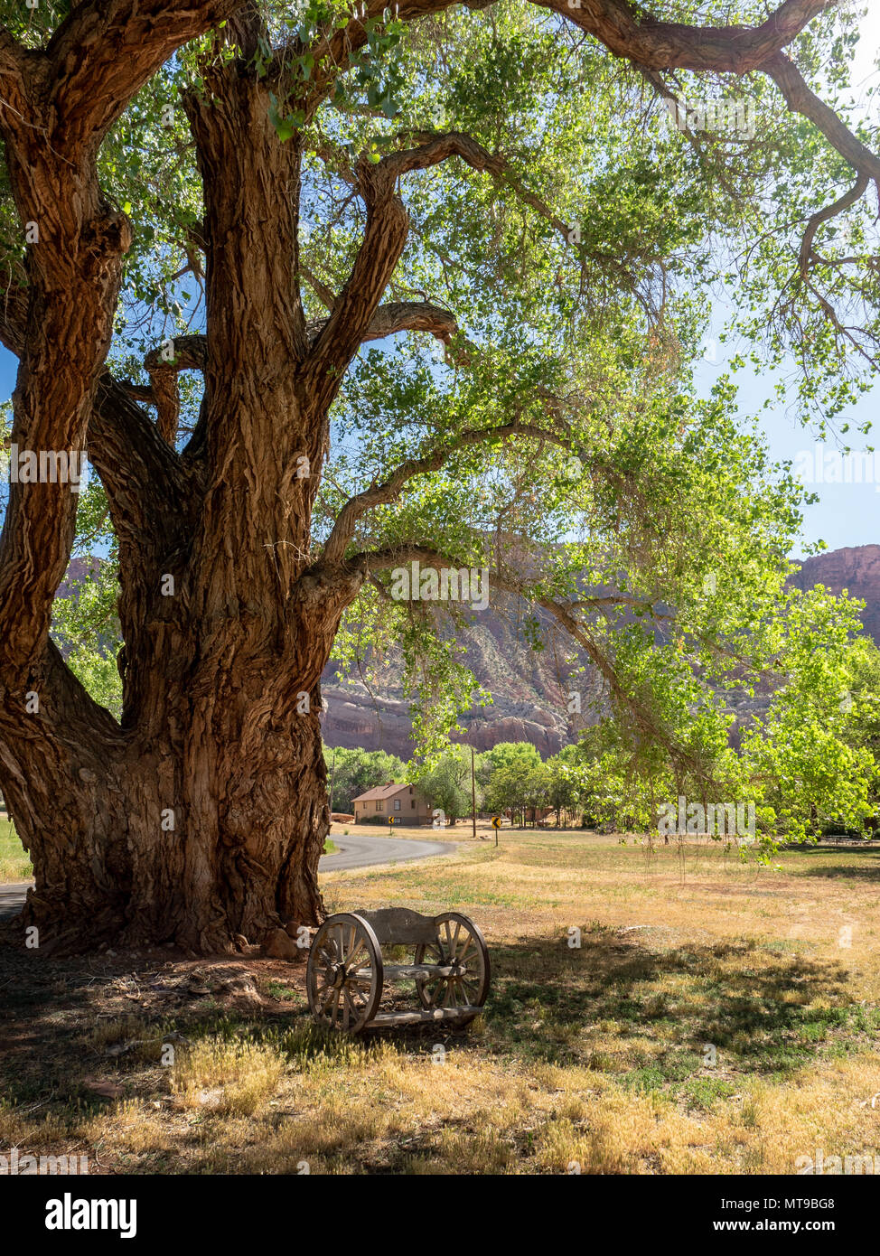 Cotton wood tree hi-res stock photography and images - Alamy