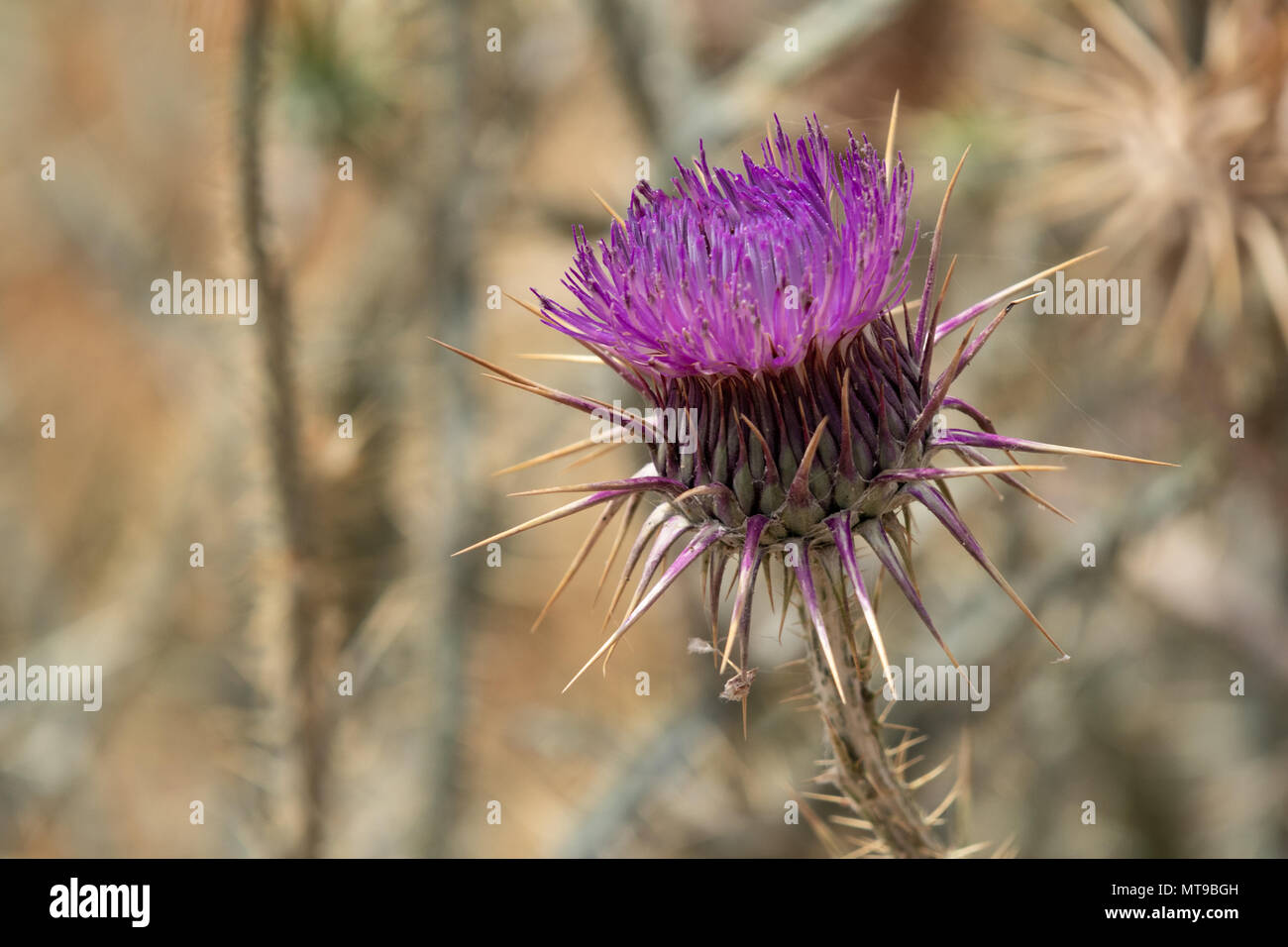 Purple flower of a spiky thistle plant in the dry desert area of Jordan ...