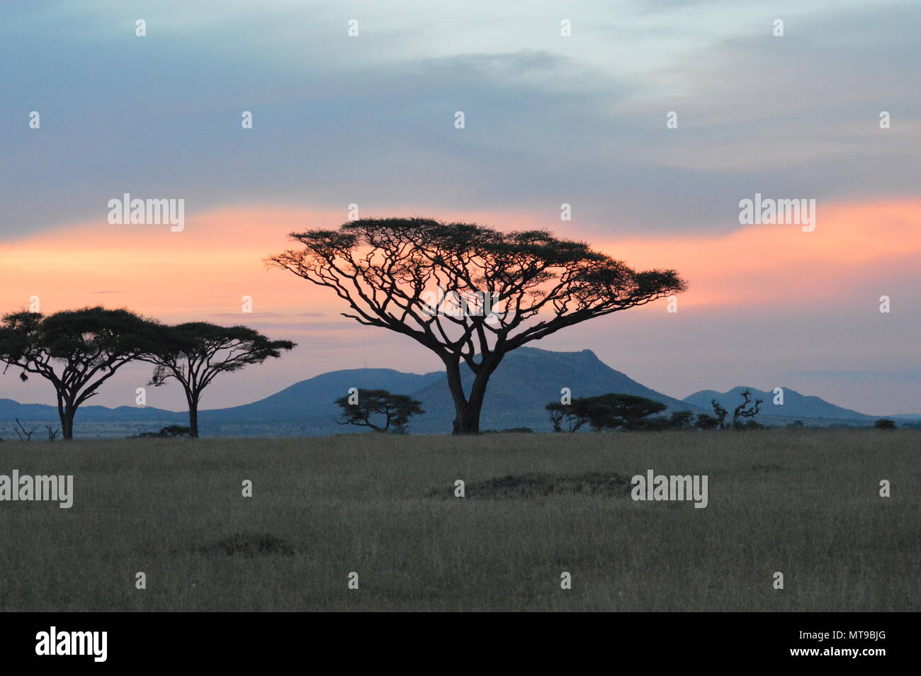 Africa savannah trees mountains hi-res stock photography and images - Alamy