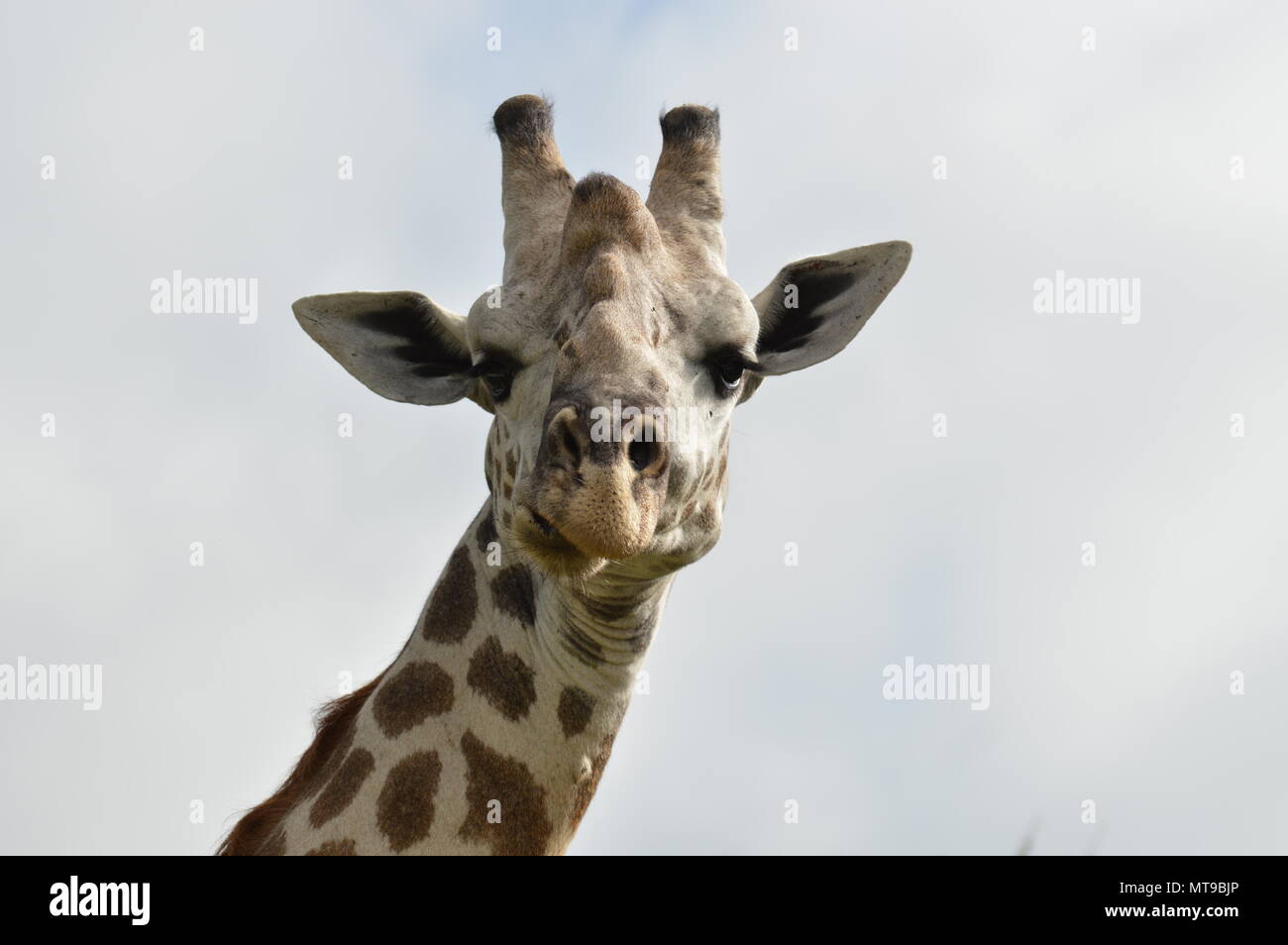 Giraffe eyelashes hi-res stock photography and images - Alamy