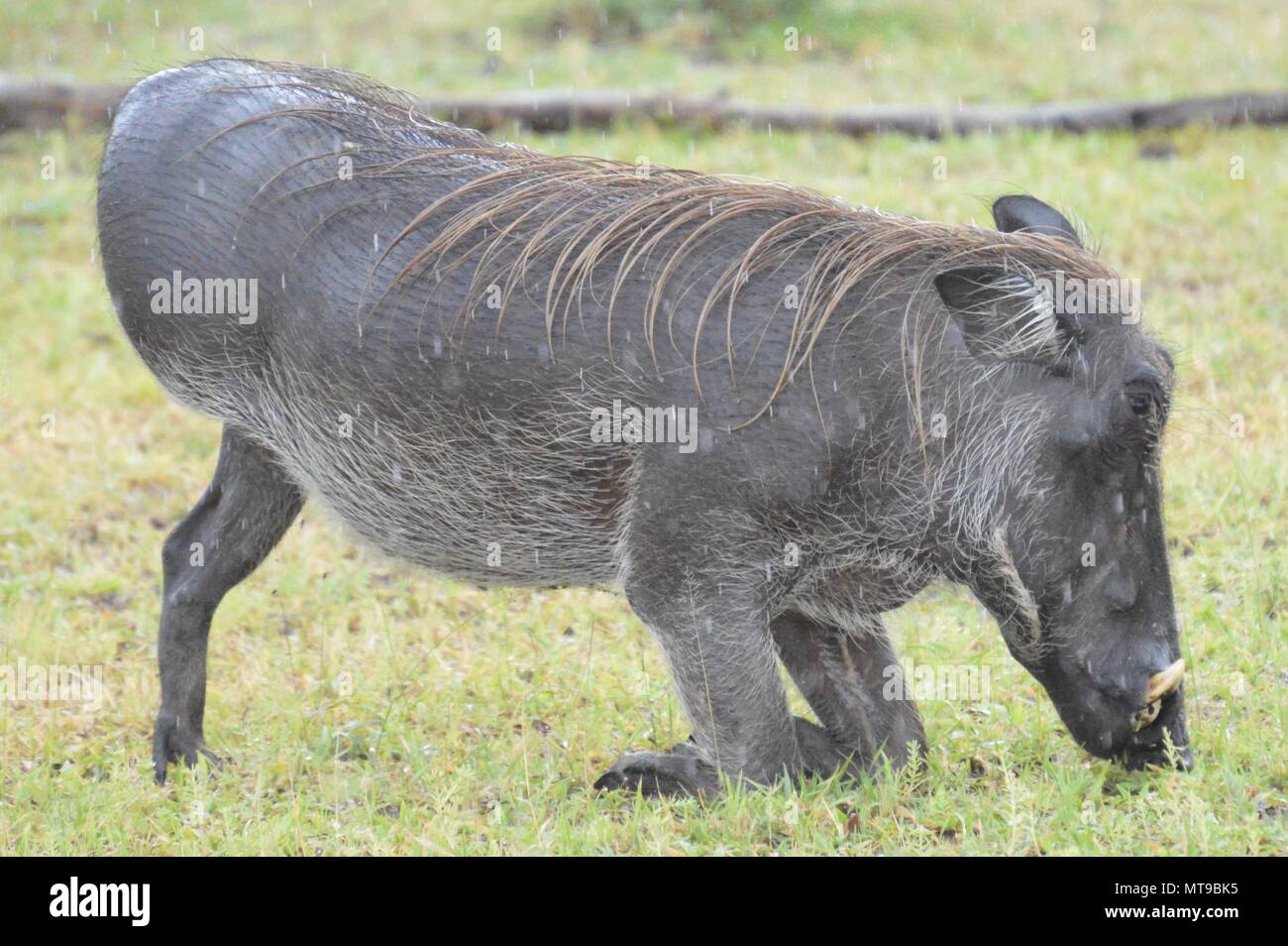 Adult male warthog hi-res stock photography and images - Alamy