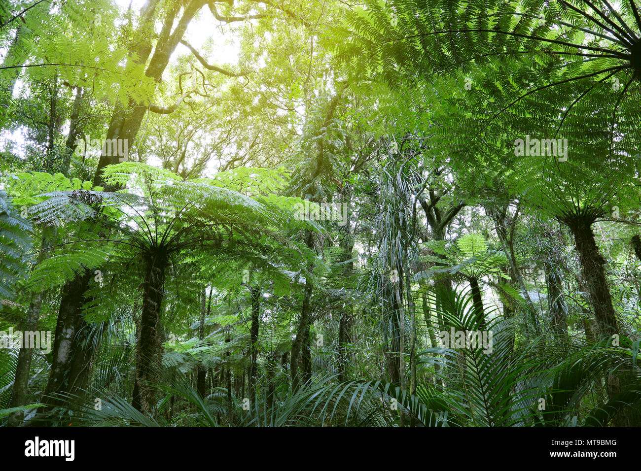 Tree ferns in tropical jungle Stock Photo - Alamy