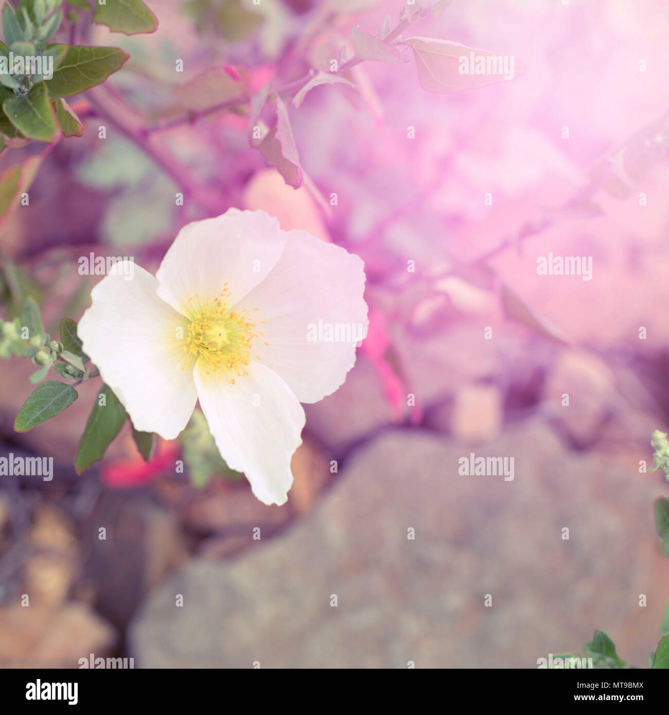 The white poppy is growing on the rocks. One Blooming white poppy top ...