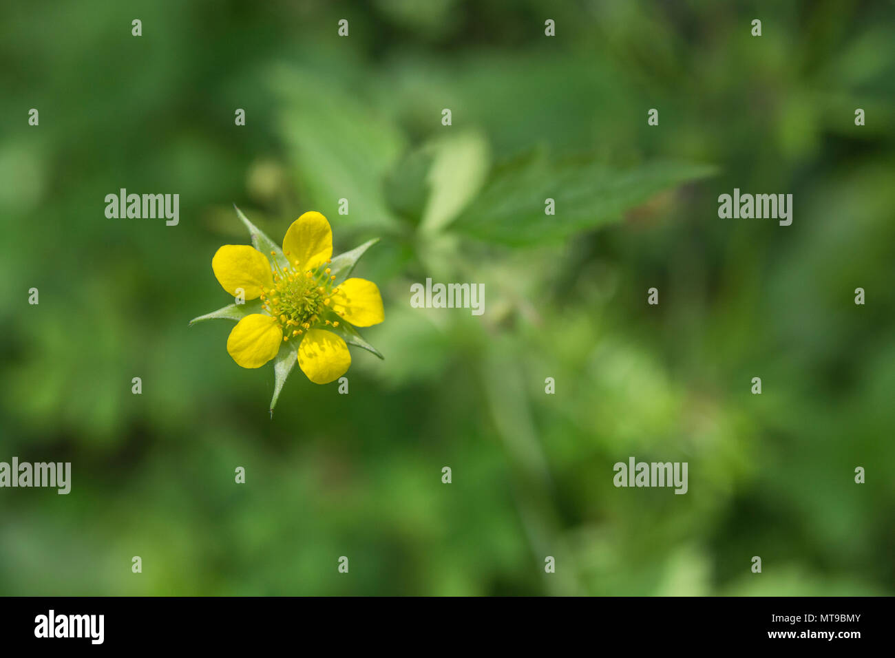 Close-up of the yellow flower of Wood Avens / Geum urbanum, once known ...