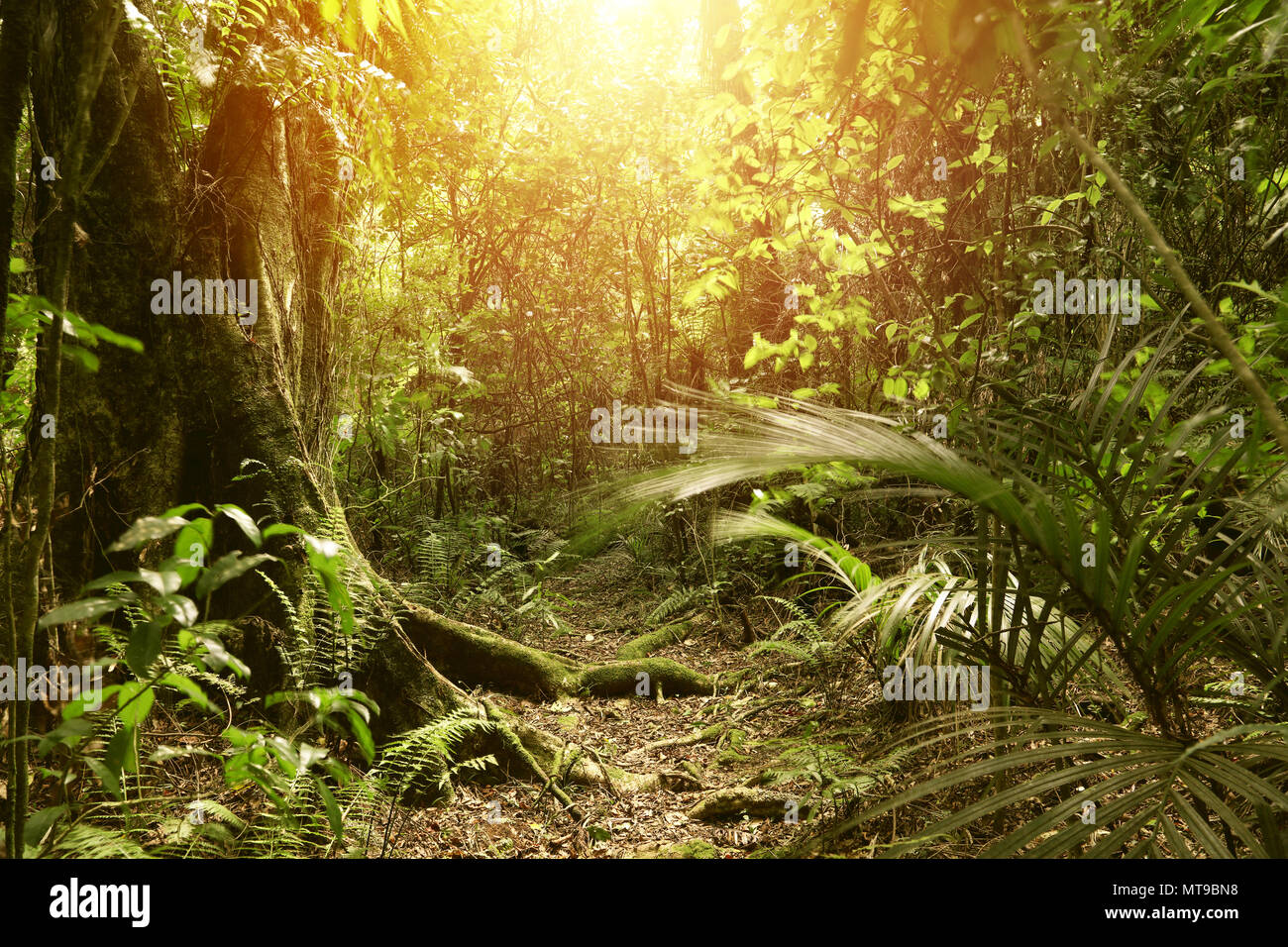Sunlight shining in tropical jungle Stock Photo - Alamy