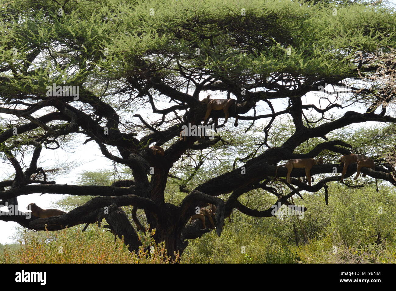 Tree climbing lion manyara hi-res stock photography and images - Alamy