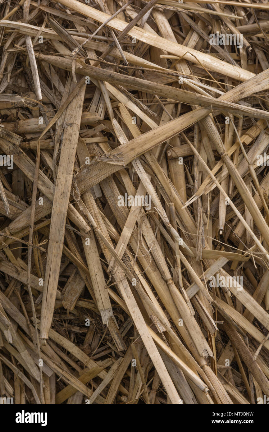 Straw litter hi-res stock photography and images - Alamy