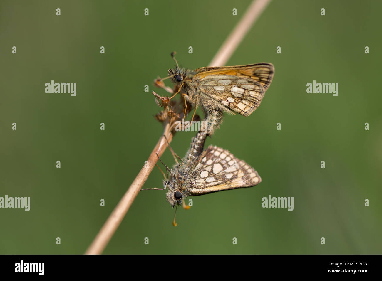 Chequered skipper butterfly scotland hi-res stock photography and ...