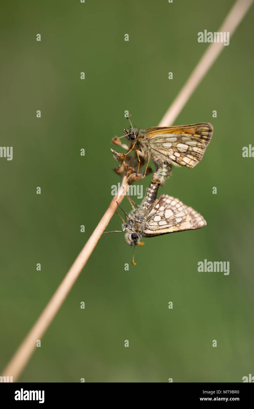 Chequered skipper butterfly scotland hi-res stock photography and ...