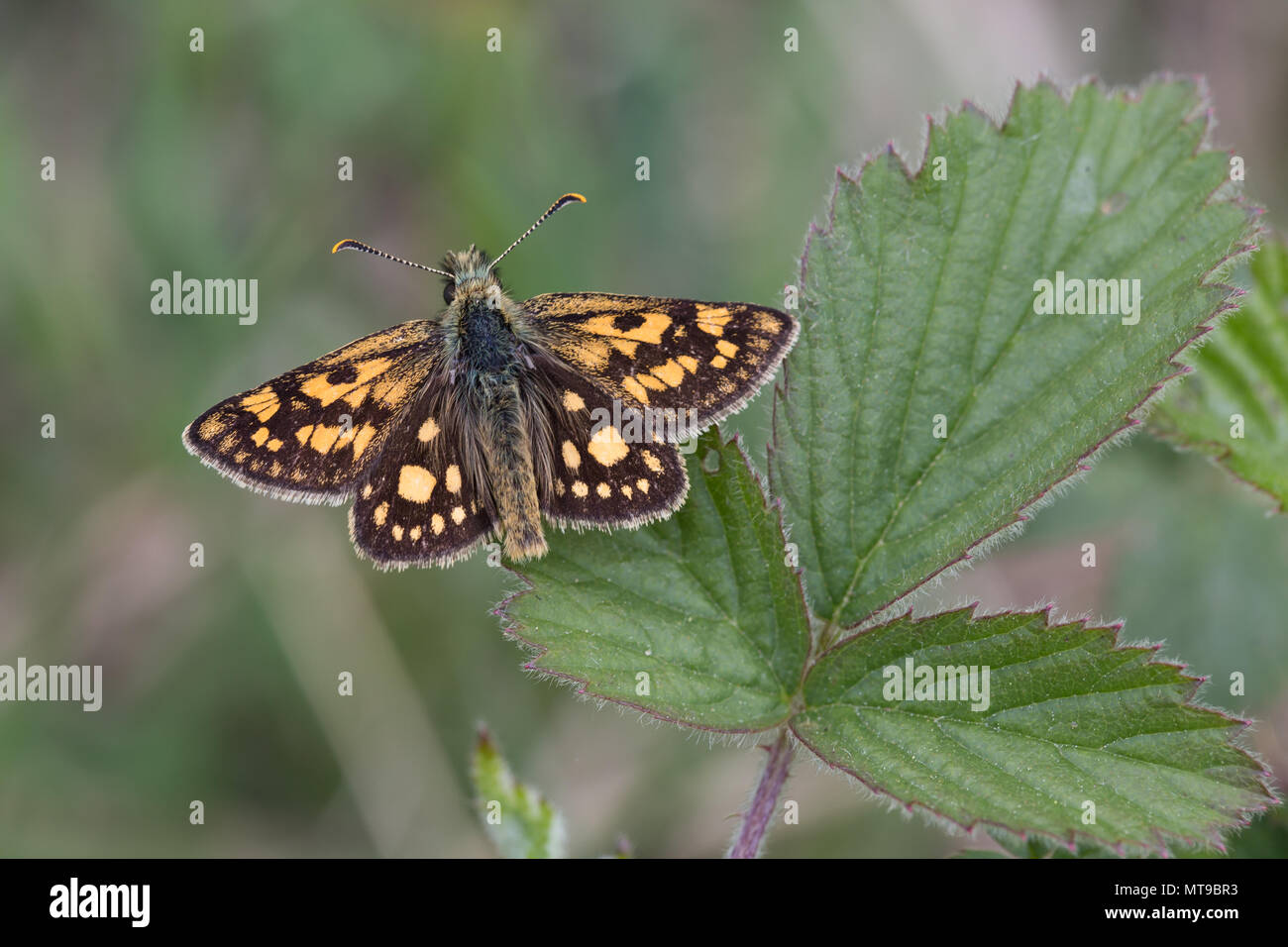 Chequered skipper butterfly scotland hi-res stock photography and ...