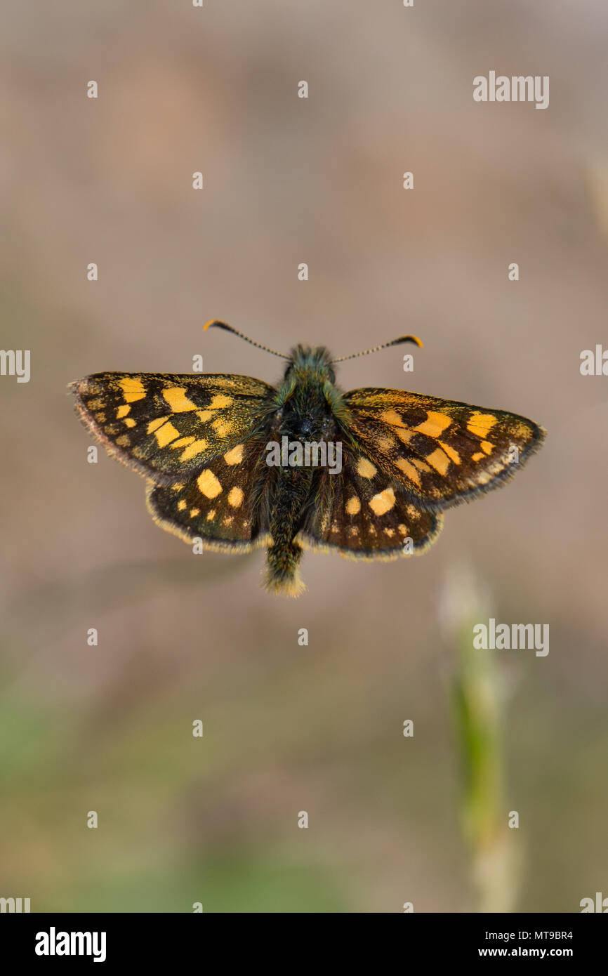 Chequered skipper butterfly scotland hi-res stock photography and ...