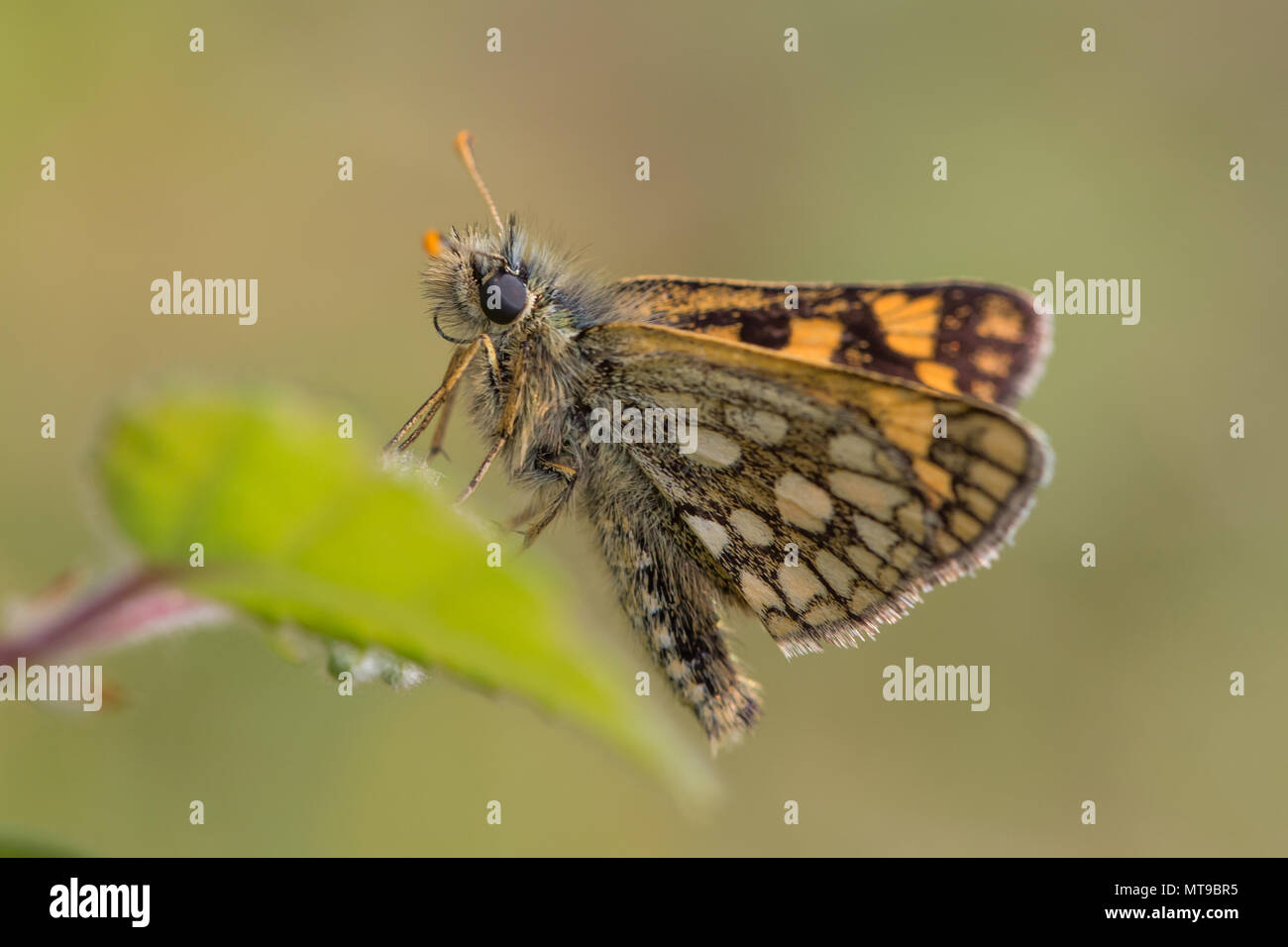 Chequered skipper butterfly scotland hi-res stock photography and ...