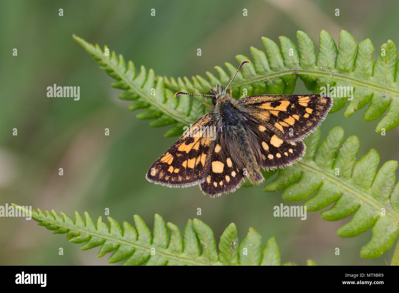 Chequered skipper butterfly scotland hi-res stock photography and ...