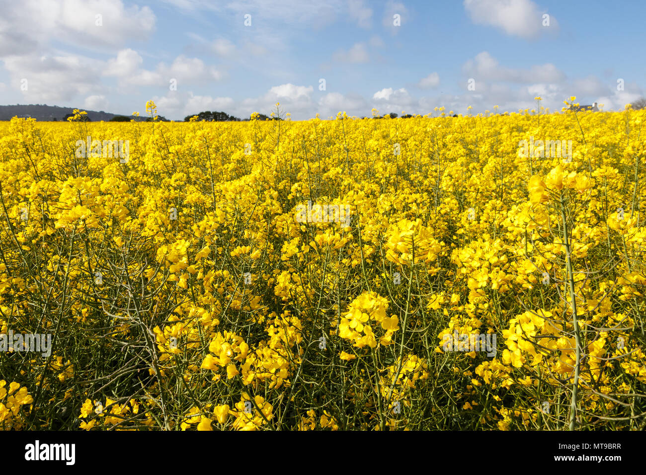 Crop flower hi-res stock photography and images - Alamy