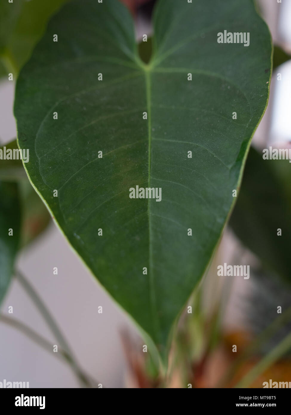 Hoja leaf hi-res stock photography and images - Alamy