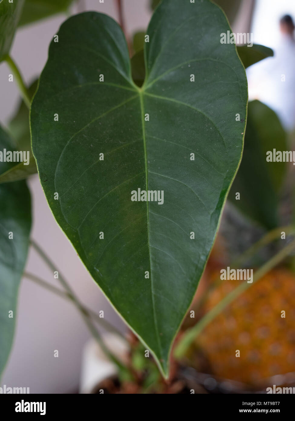 Hoja leaf hi-res stock photography and images - Alamy