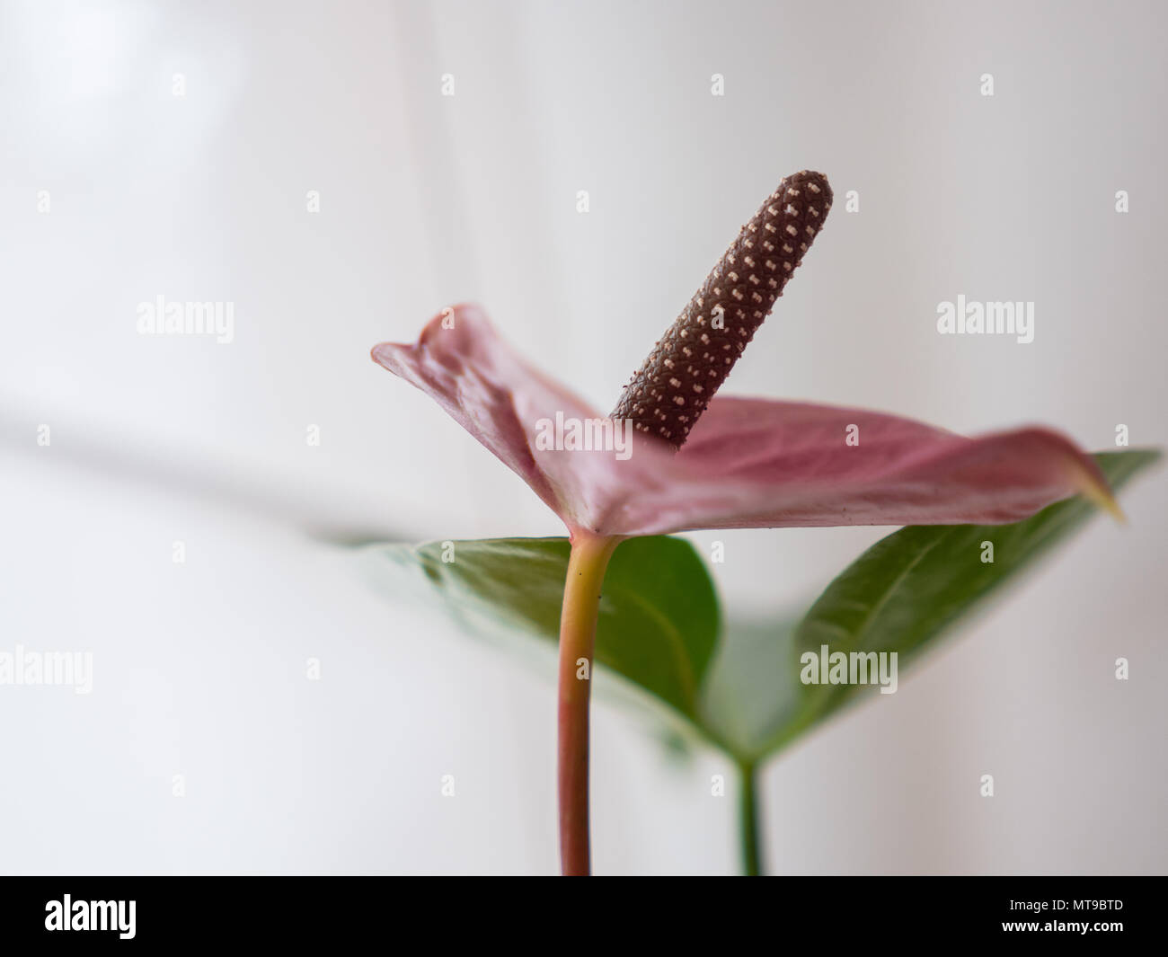 Hoja leaf hi-res stock photography and images - Alamy