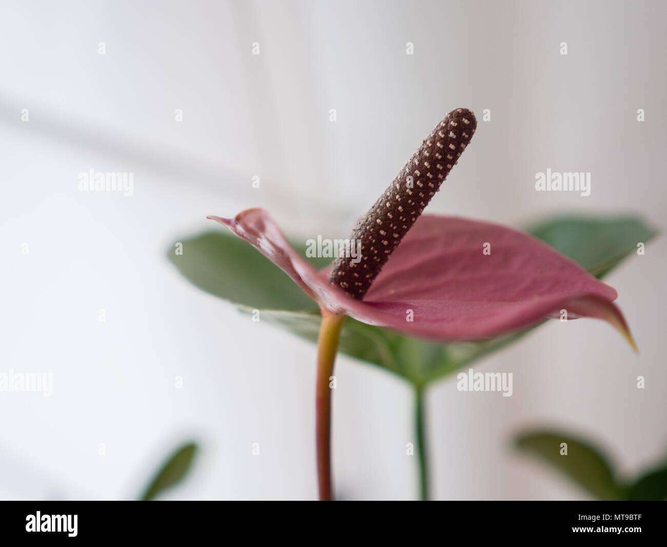 Hoja leaf hi-res stock photography and images - Alamy