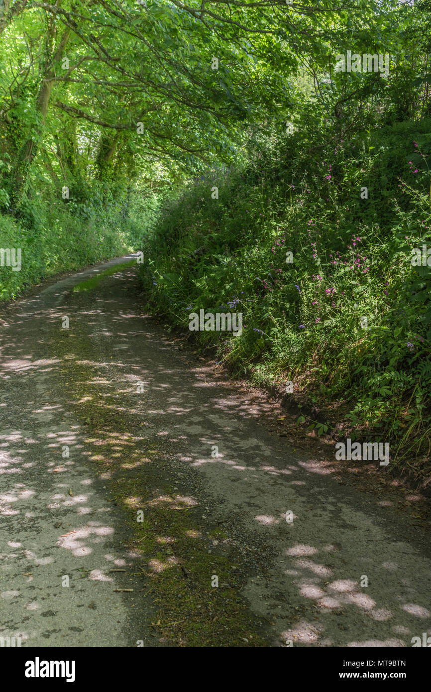 Rural country lane in Cornwall with natural hedgerow Stock Photo - Alamy