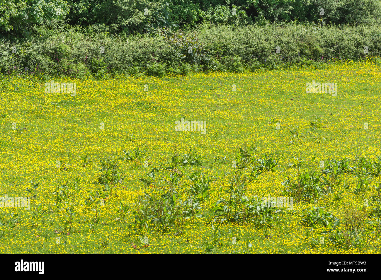 Iskernik plazivy hi-res stock photography and images - Alamy