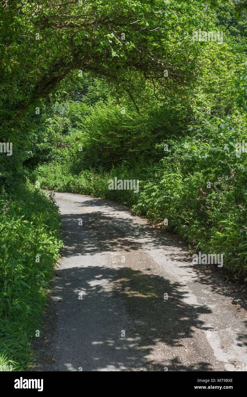 Rural country lane in Cornwall with natural hedgerow. Road ahead bend ...