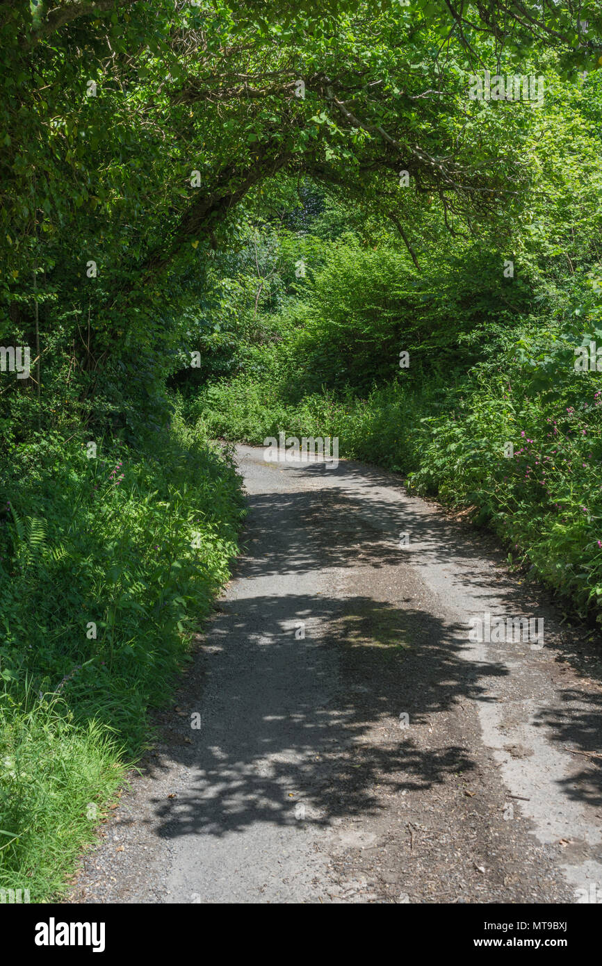 Rural country lane in Cornwall with natural hedgerow. road ahead UK ...