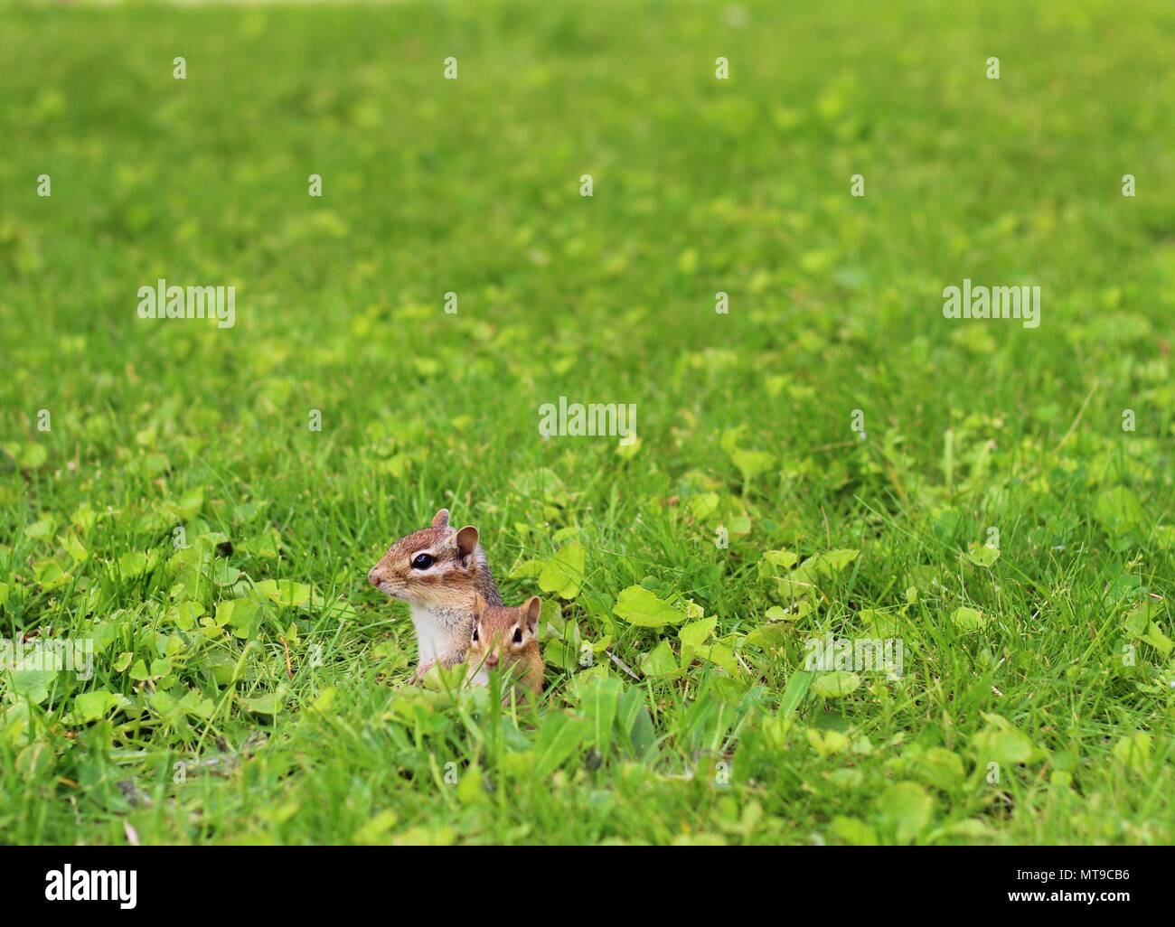 Black chipmunk hi-res stock photography and images - Alamy