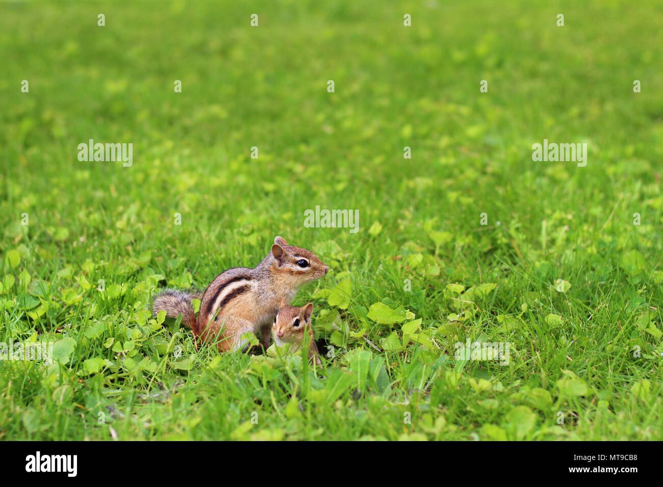 Black and white chipmunk hi-res stock photography and images - Alamy