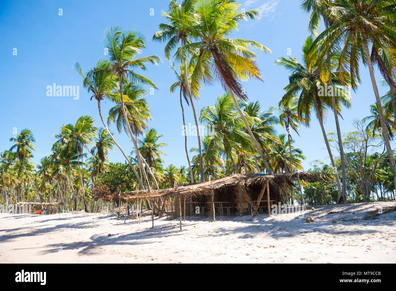 Scenic view of a desolate Brazilian beach with shadows of palm trees ...