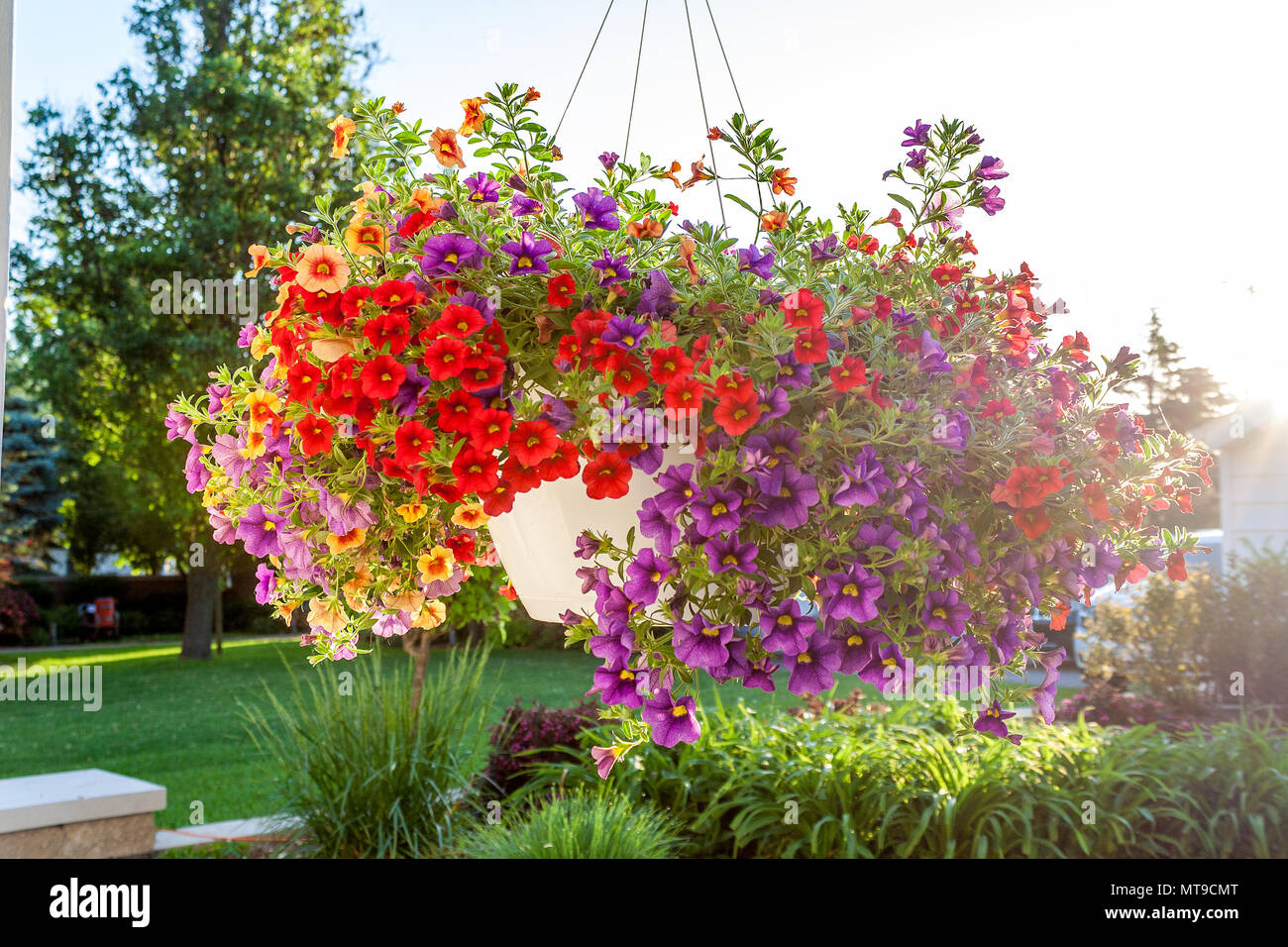 flowers in the summer dawn Stock Photo - Alamy