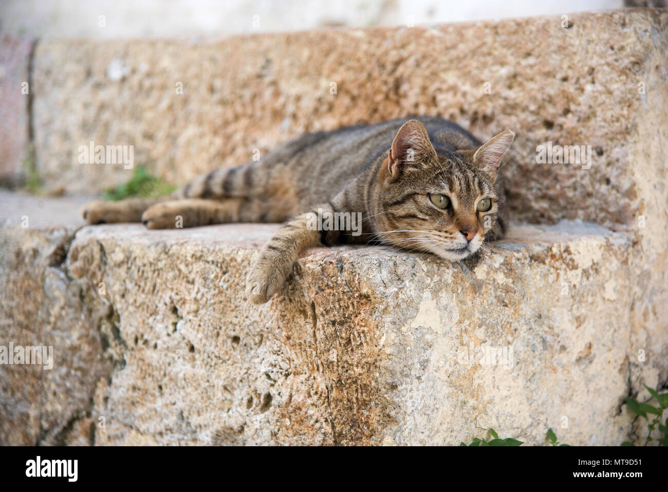Cat relaxing on a doorstep in the Plaka neighborhood of Athens, Greece ...