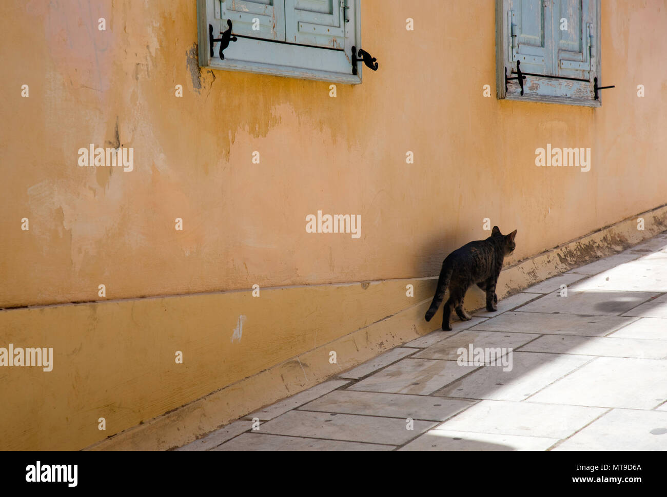 A cat walks on the shady side of the sidewalk in the Plaka neighborhood ...