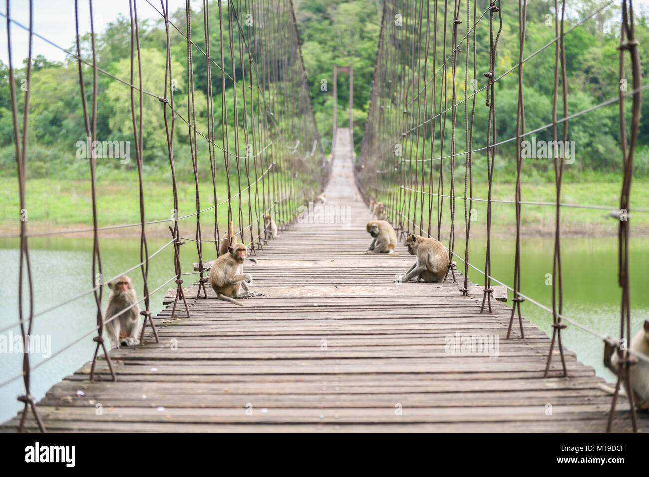 Monkey rope bridge hi-res stock photography and images - Alamy