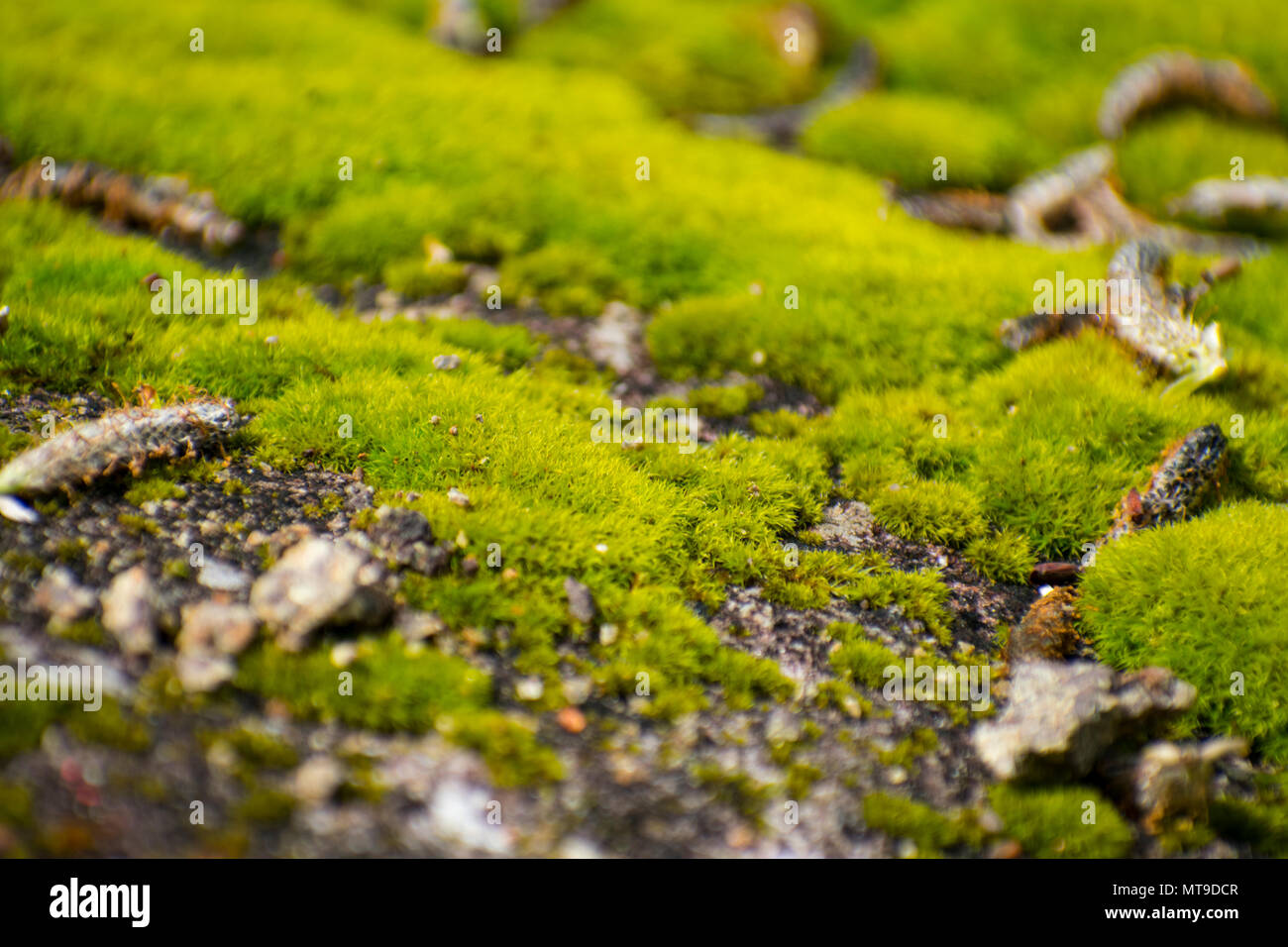 Beautiful stone green moss hi-res stock photography and images - Alamy