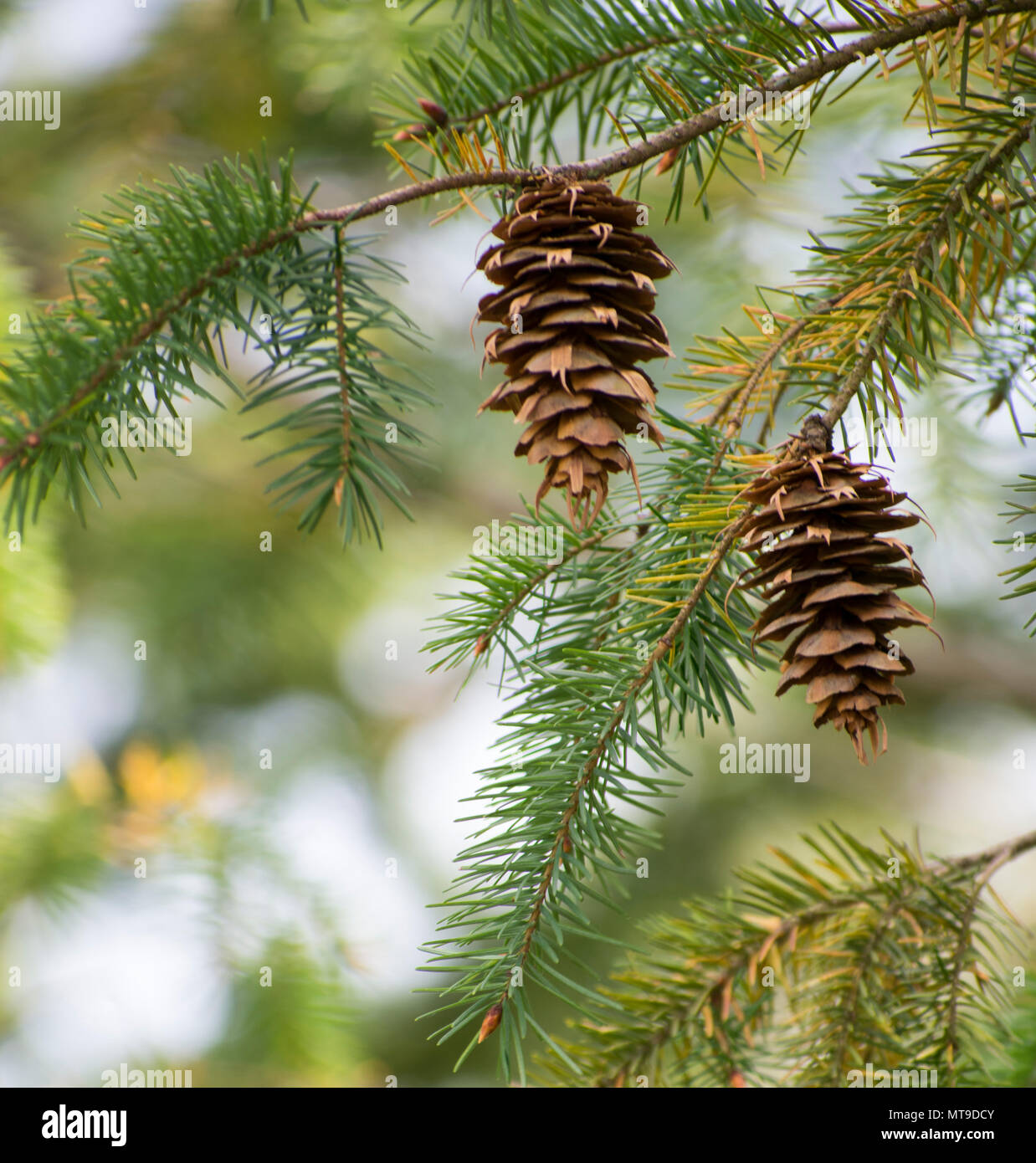 Bump On The Tree High Resolution Stock Photography and Images - Alamy