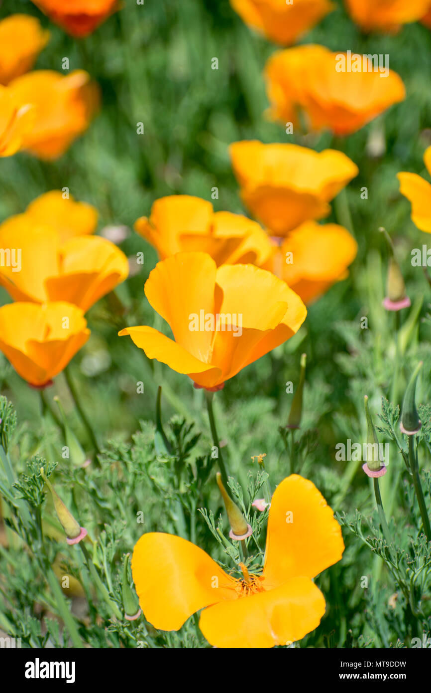 Yellow poppies. Green background. Orange flowers Stock Photo - Alamy