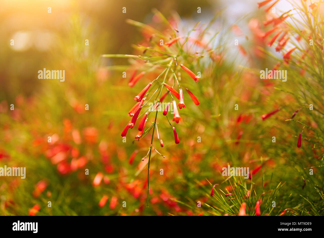 Maya rose hi-res stock photography and images - Alamy