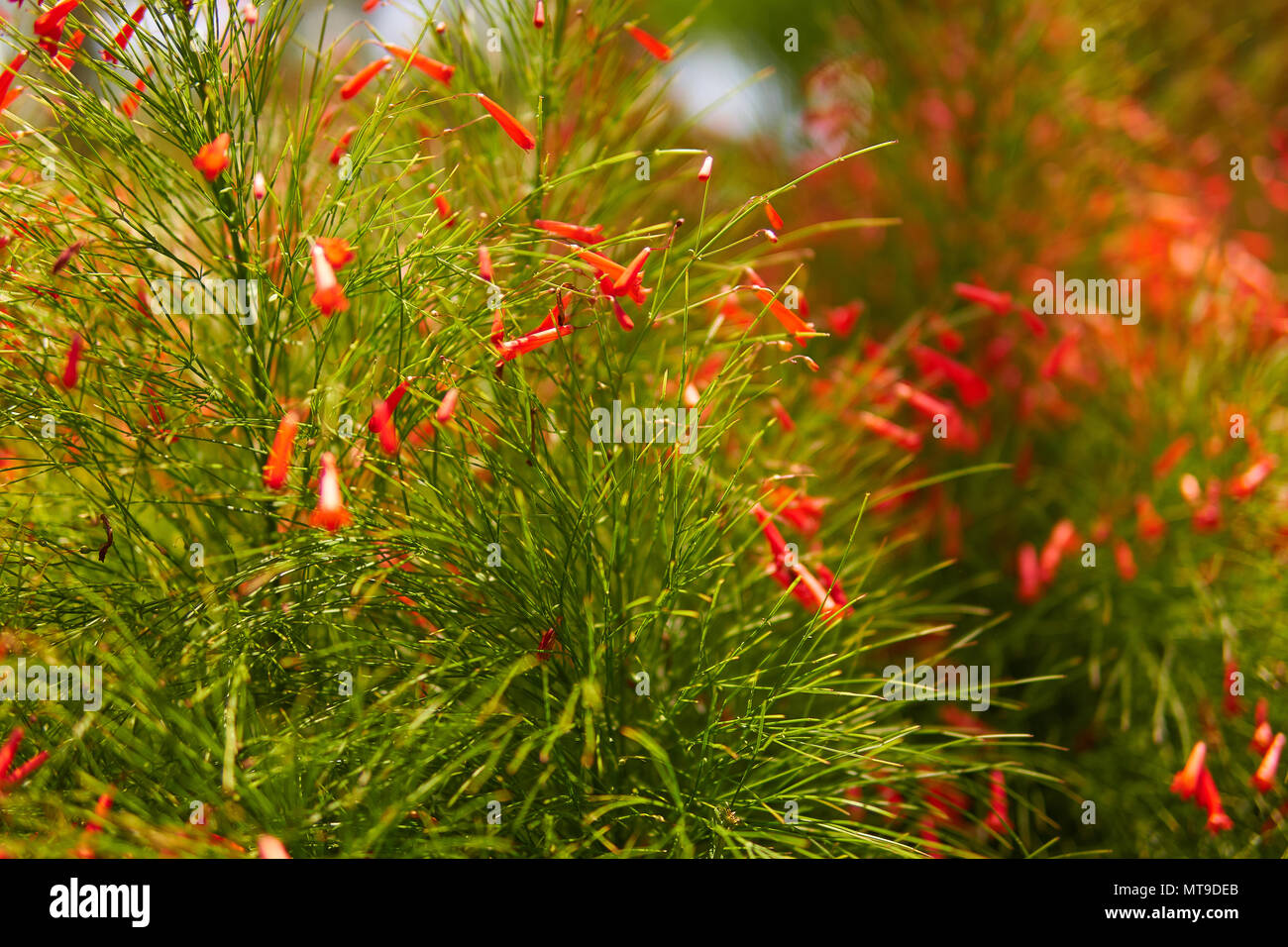 Maya rose hi-res stock photography and images - Alamy