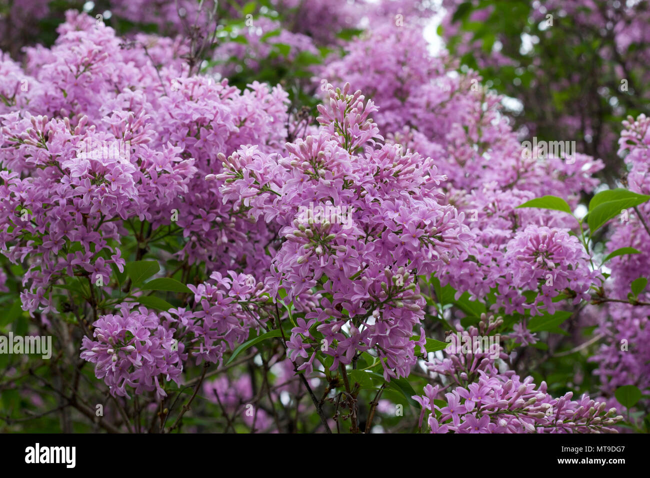 Chinese lilac syringa chinensis hi-res stock photography and images - Alamy