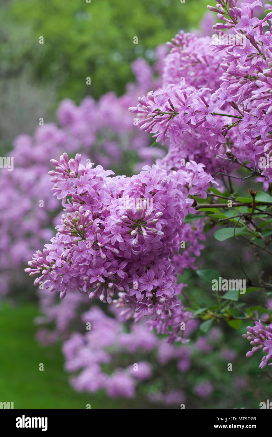 Chinese lilac syringa chinensis hi-res stock photography and images - Alamy