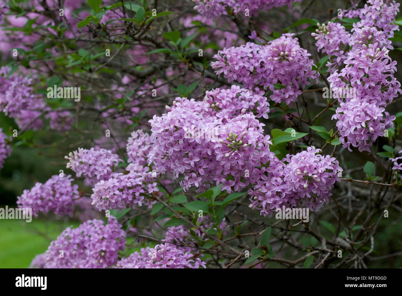 Chinese lilac syringa chinensis hi-res stock photography and images - Alamy
