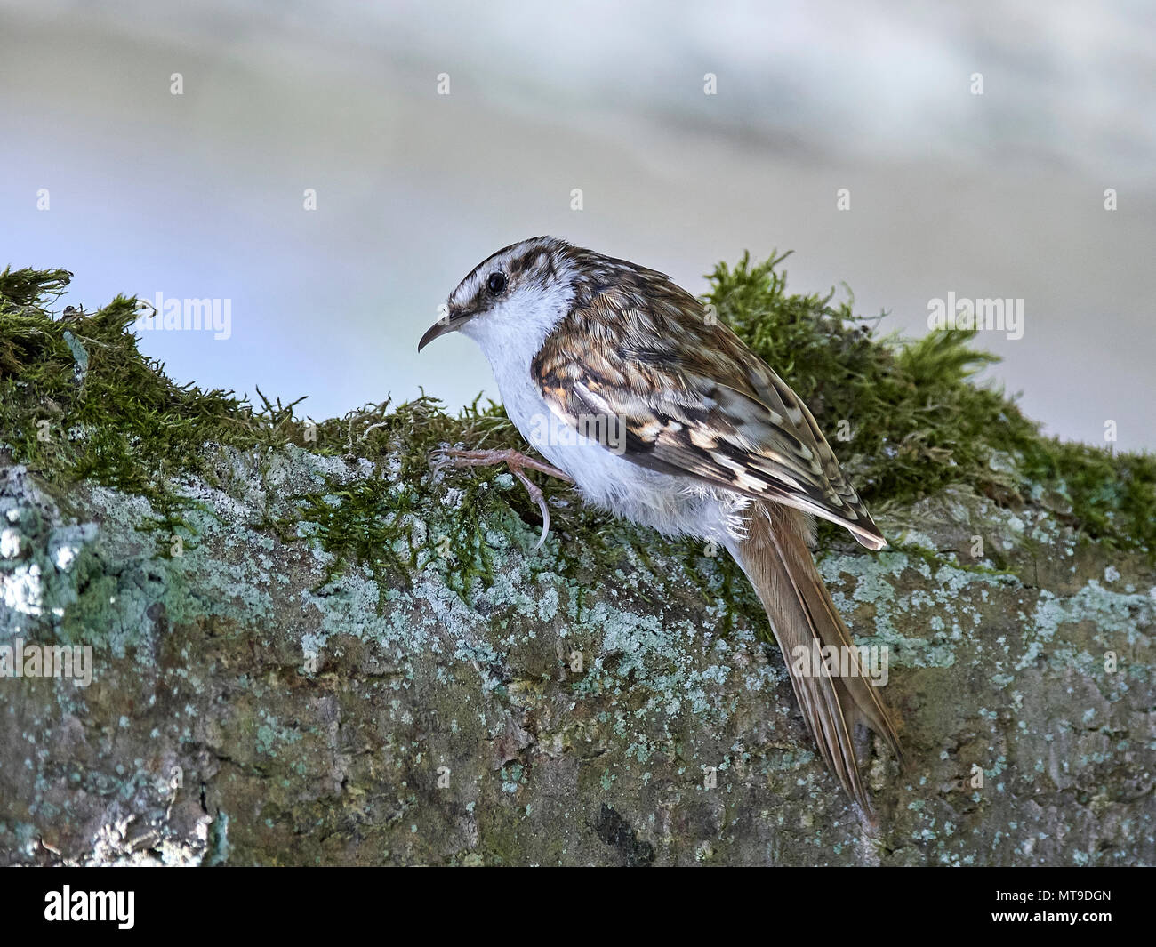 Eurasian treecreeper in its natural habitat in Denmark Stock Photo - Alamy