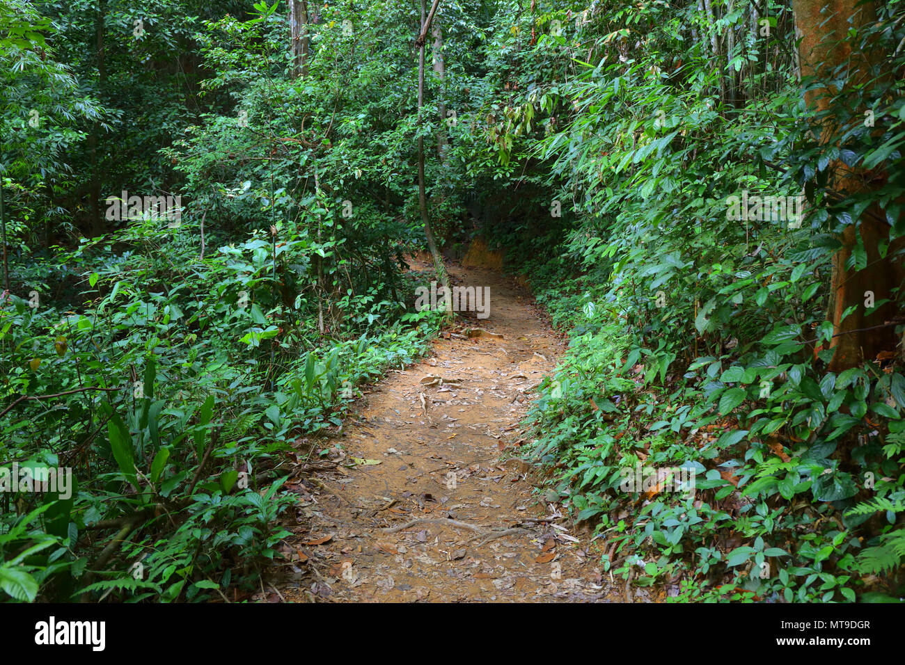 Jungle trail hi-res stock photography and images - Alamy
